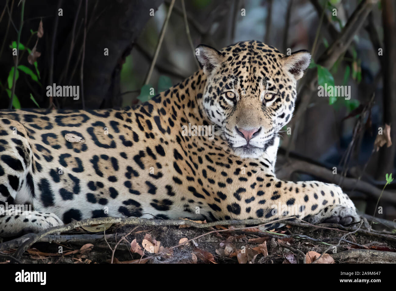 Jaguar in a tree hi-res stock photography and images - Alamy