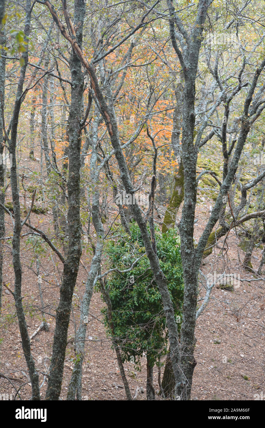 Robledo de las Hoyas oak forest in Sierra Madrona natural park, an ...