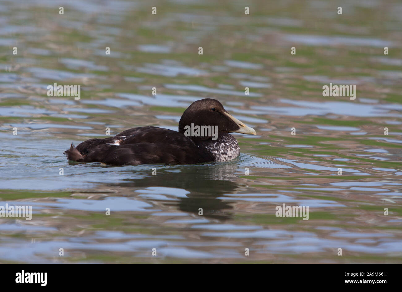 Common Eider, Somateria mollissima, Single adult male in eclipse ...