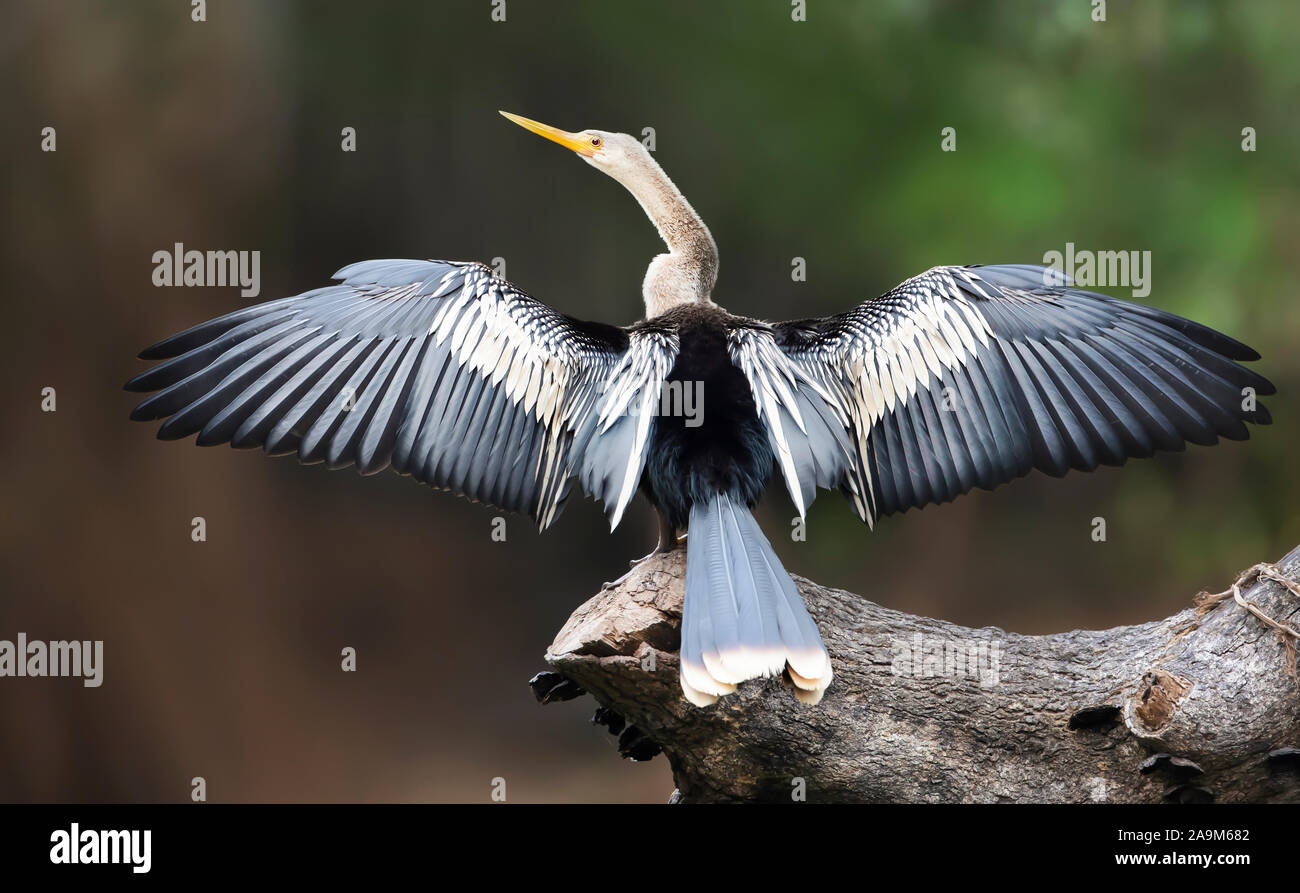 Tail spread hi-res stock photography and images - Alamy