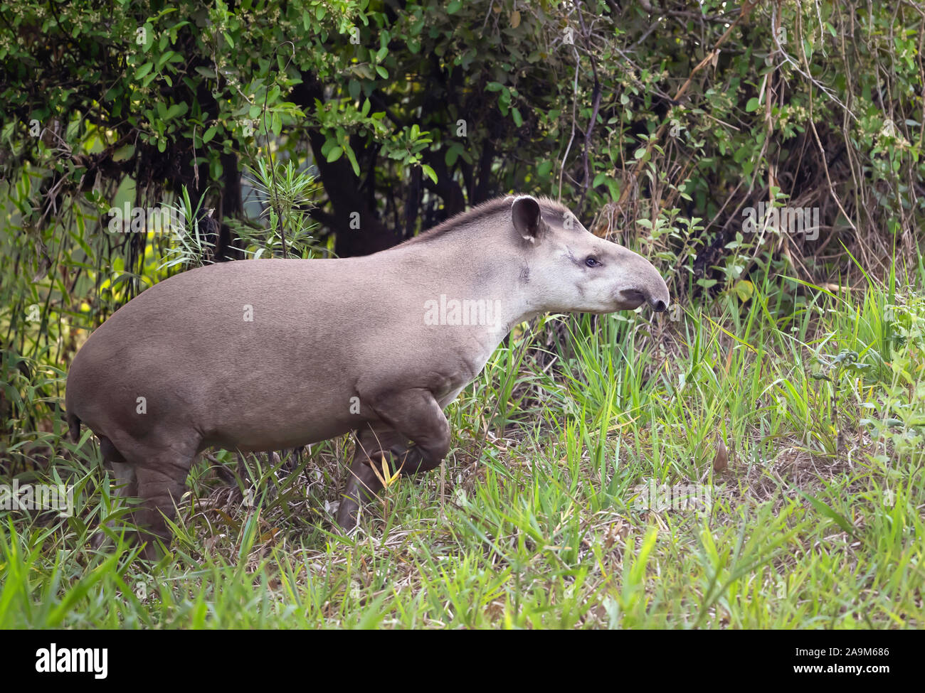 Close up of a South american tapir walking in grass, Pantanal, Brazil ...