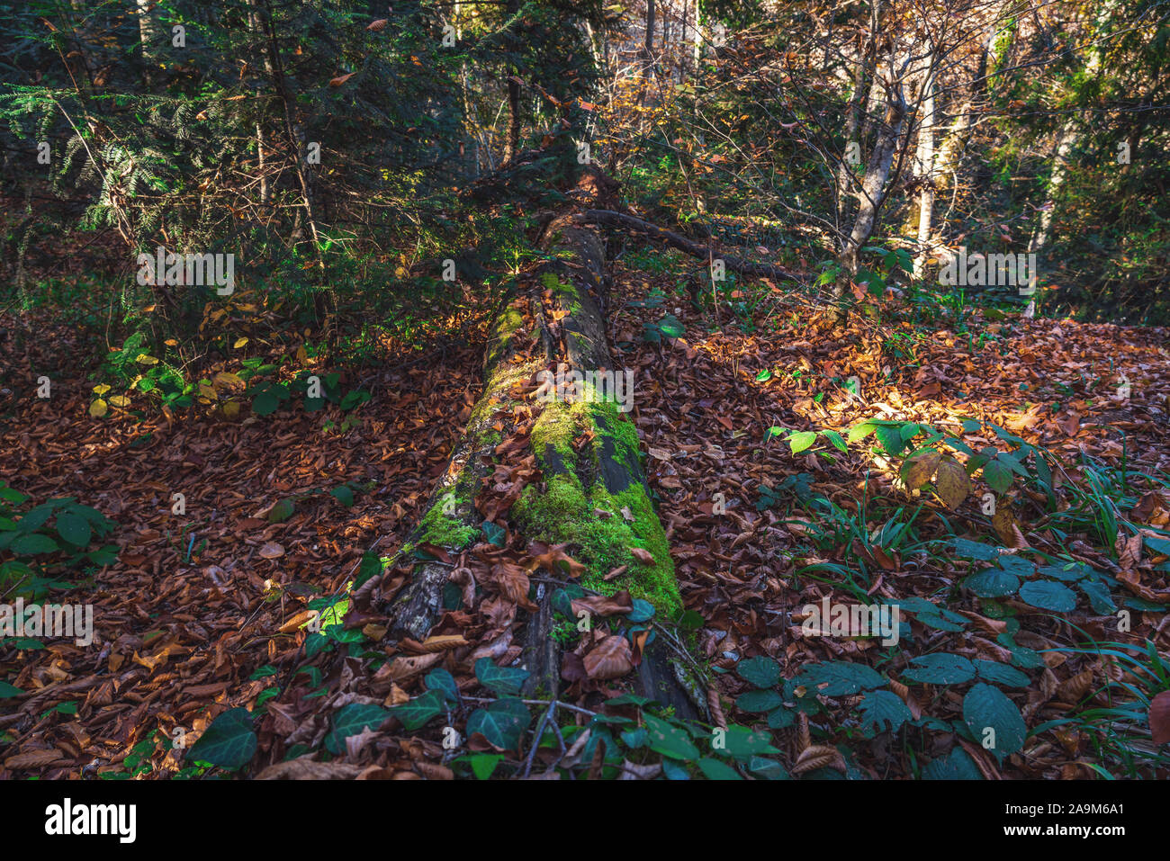 Mossed trunk hi-res stock photography and images - Alamy