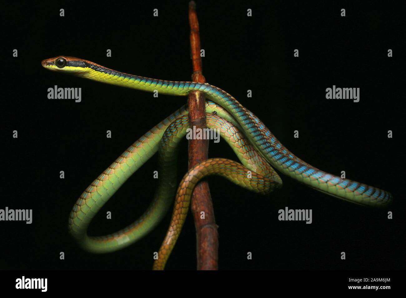BLUE BRONZEBACK, Dendrelaphis cyanochloris also known as Wall's ...