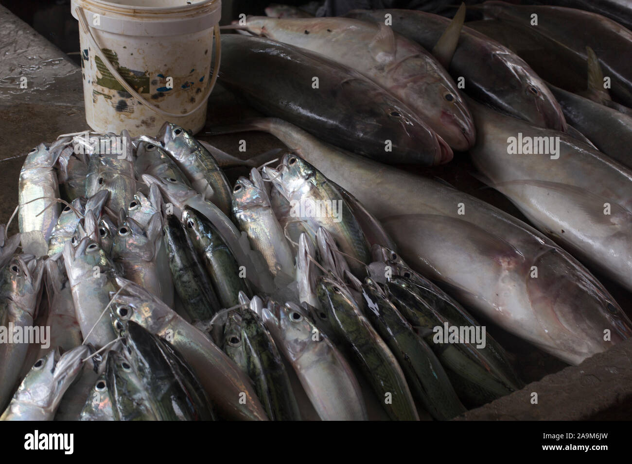 A picture of tropical fish at market, Seychelles Stock Photo - Alamy