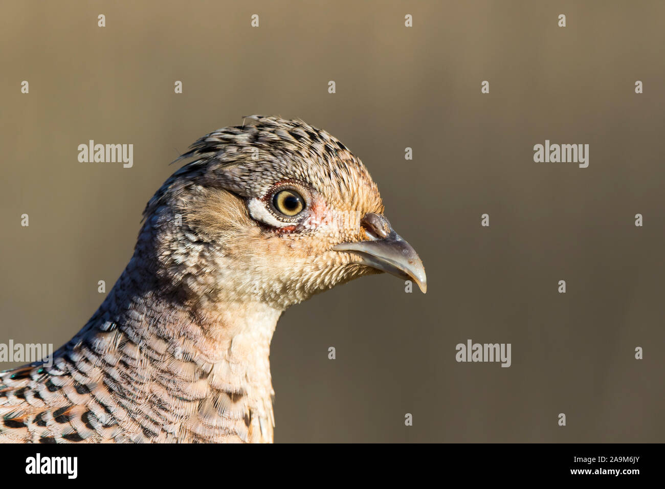 Uk game bird hi-res stock photography and images - Alamy