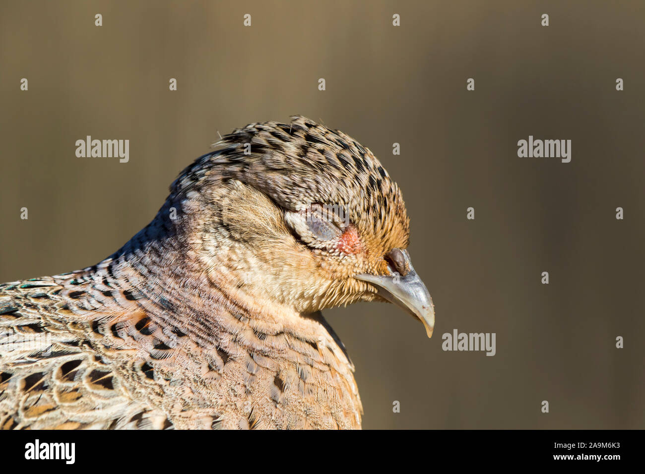 Side view close up of wild UK female pheasant bird head (Phasianus ...