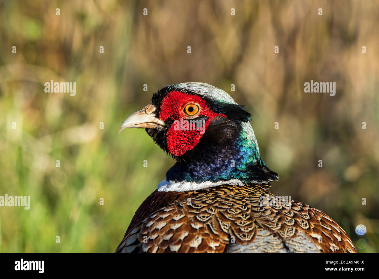 Side view close up of male UK pheasant bird head & face (Phasianus ...