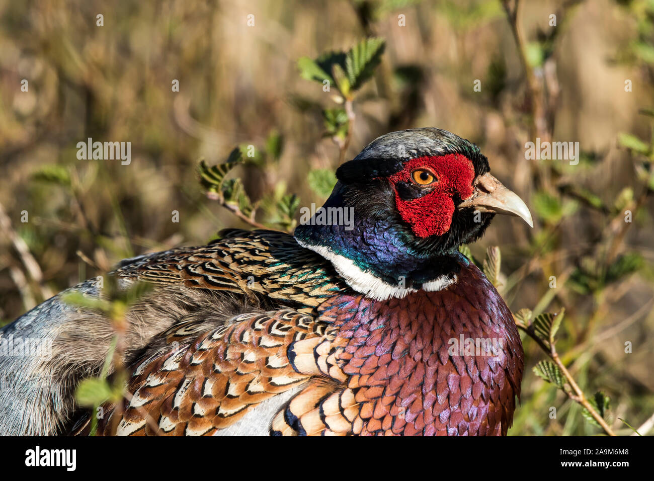 Side view close up of male UK pheasant bird head & face (Phasianus ...