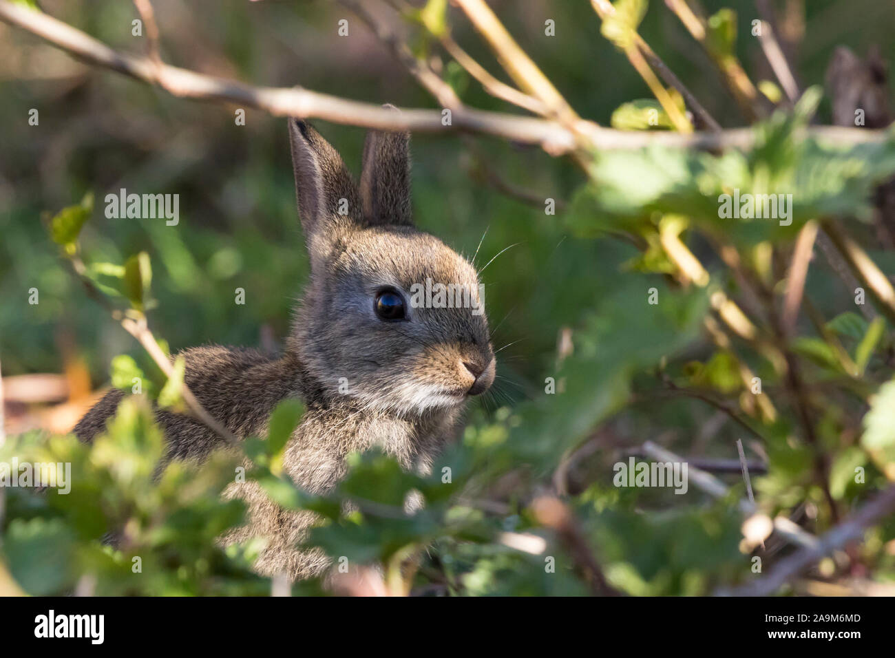 Close up cute wild baby UK rabbit (Oryctolagus cuniculus) isolated ...