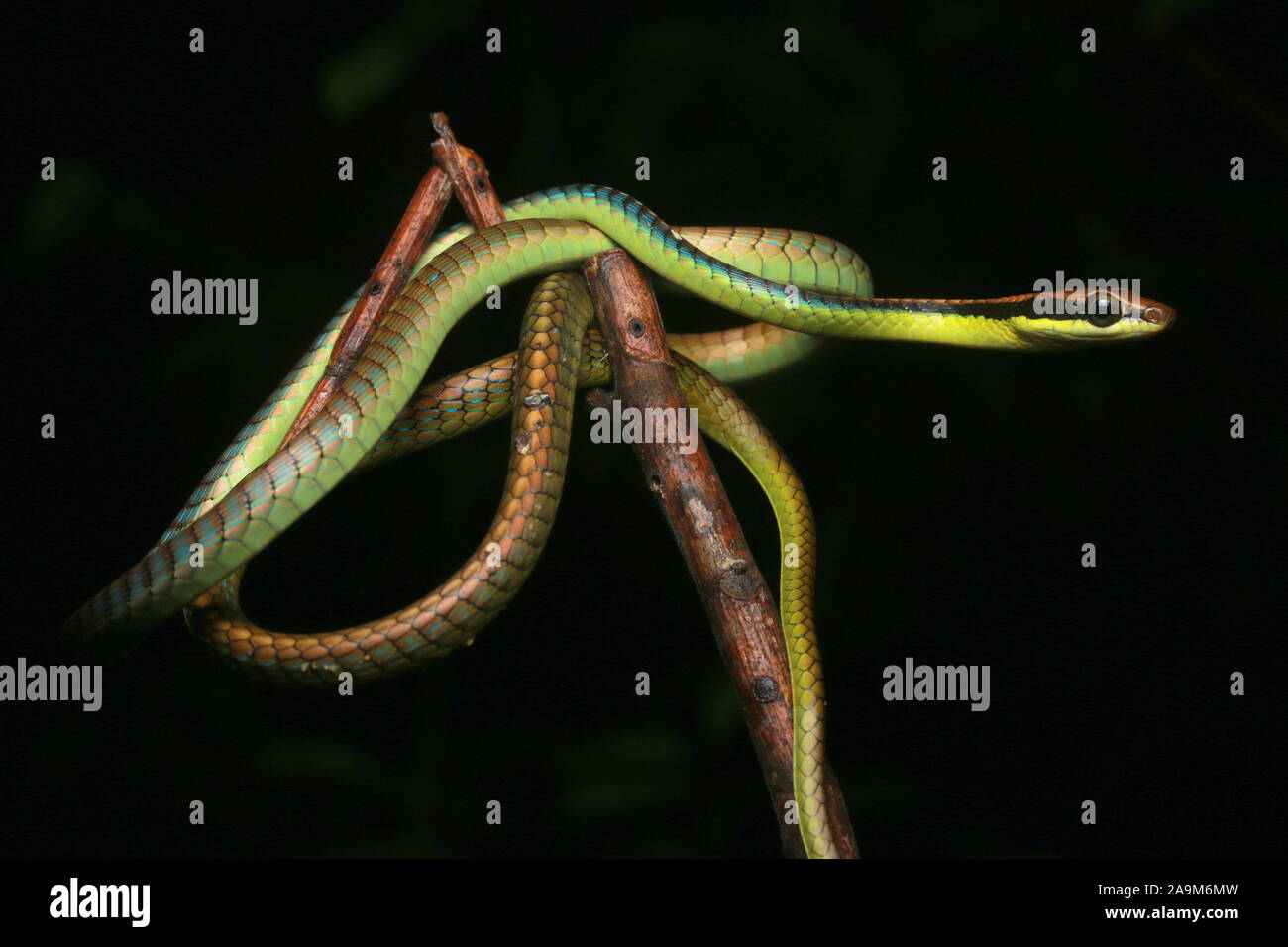 Elegant Bronzeback Snake High Resolution Stock Photography and Images ...