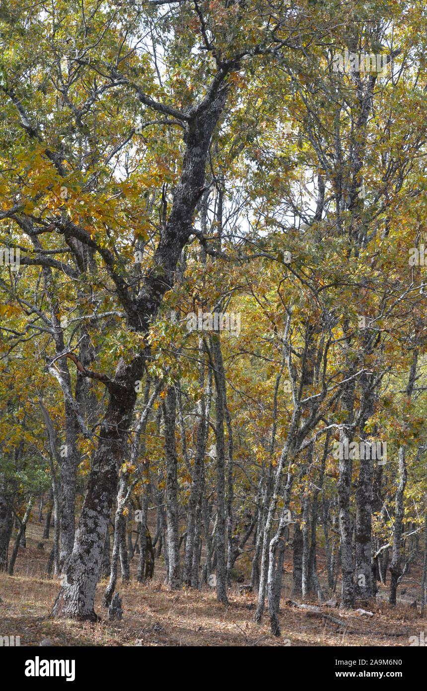 Robledo de las Hoyas oak forest in Sierra Madrona natural park, an ...