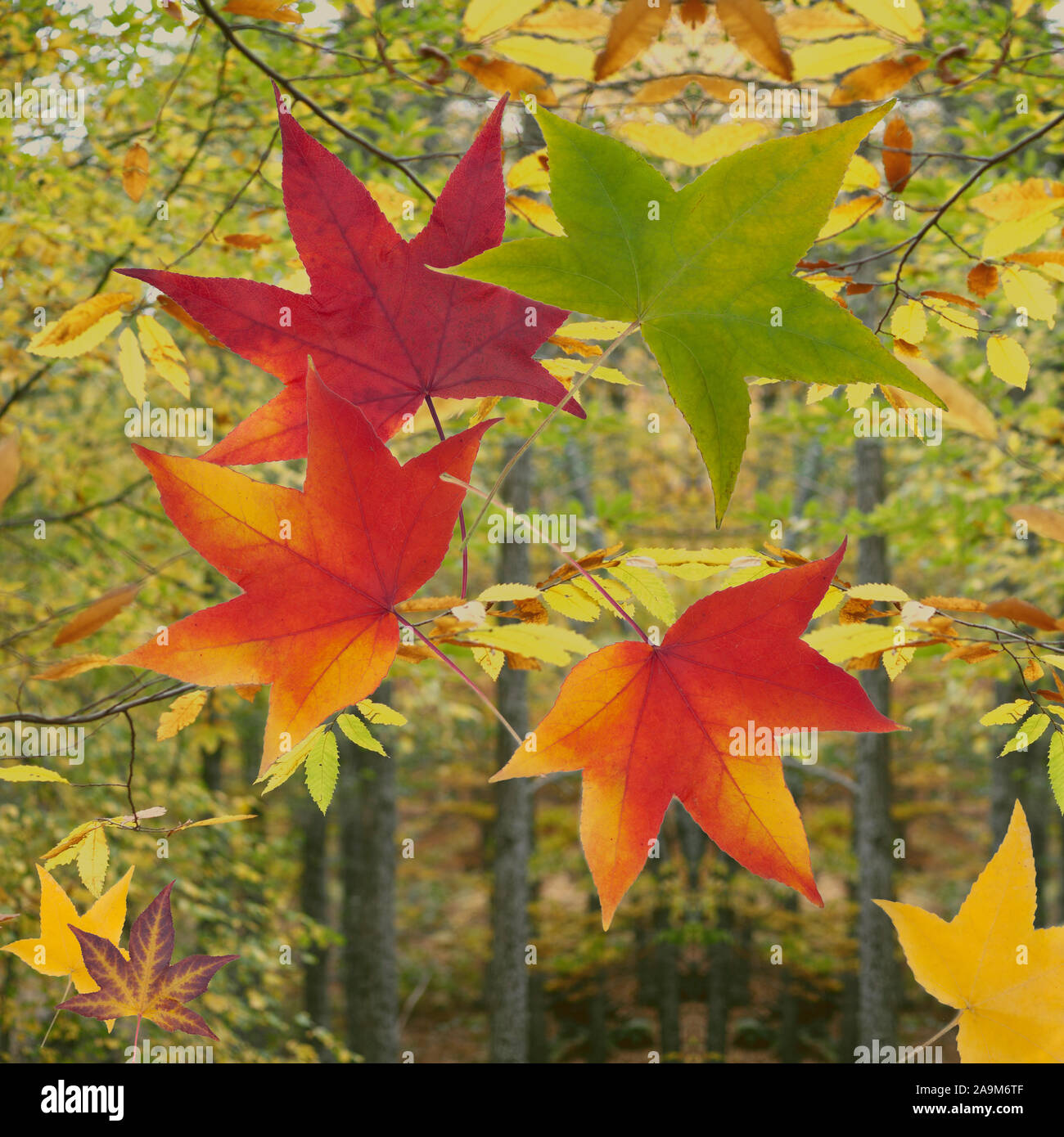 Leaves Collage High Resolution Stock Photography and Images - Alamy