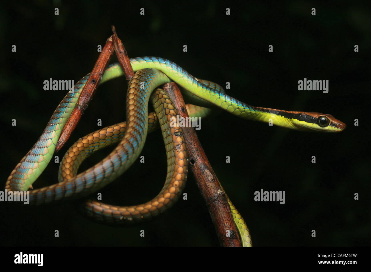 BLUE BRONZEBACK, Dendrelaphis cyanochloris also known as Wall's ...