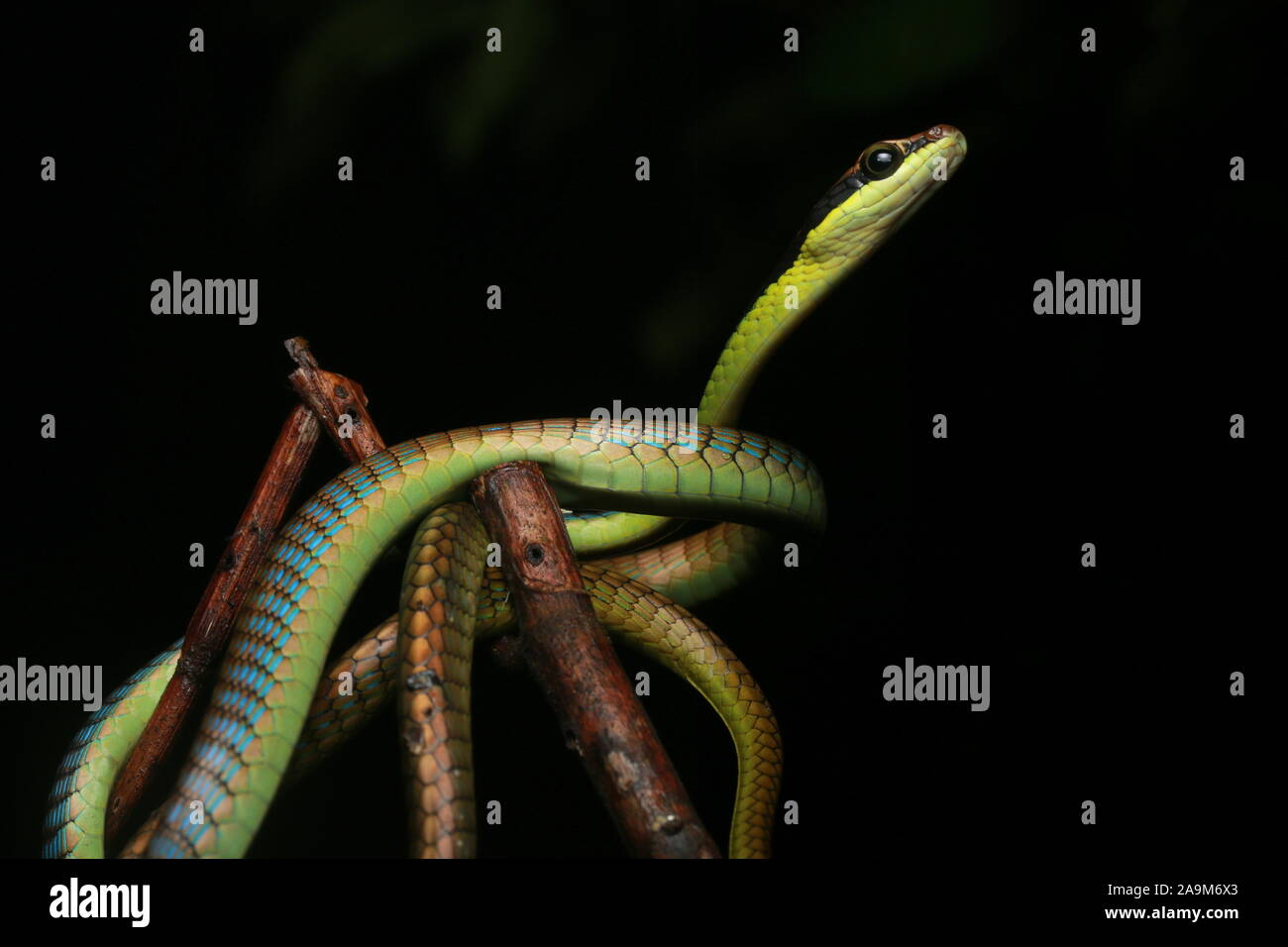 Elegant Bronzeback Snake High Resolution Stock Photography and Images ...