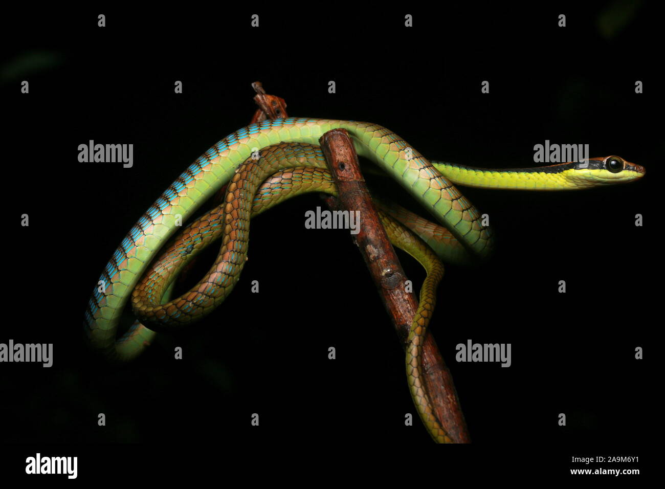 BLUE BRONZEBACK, Dendrelaphis cyanochloris also known as Wall's ...