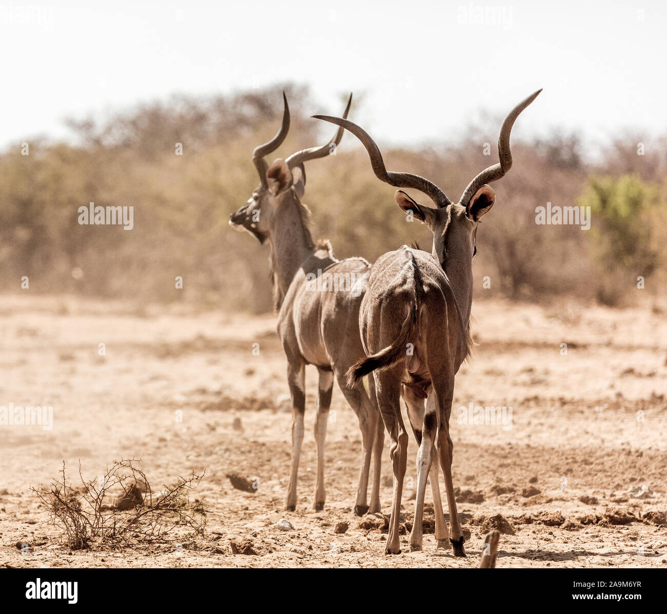 Wildlife at Etosha national park, Namibia, Africa Stock Photo - Alamy