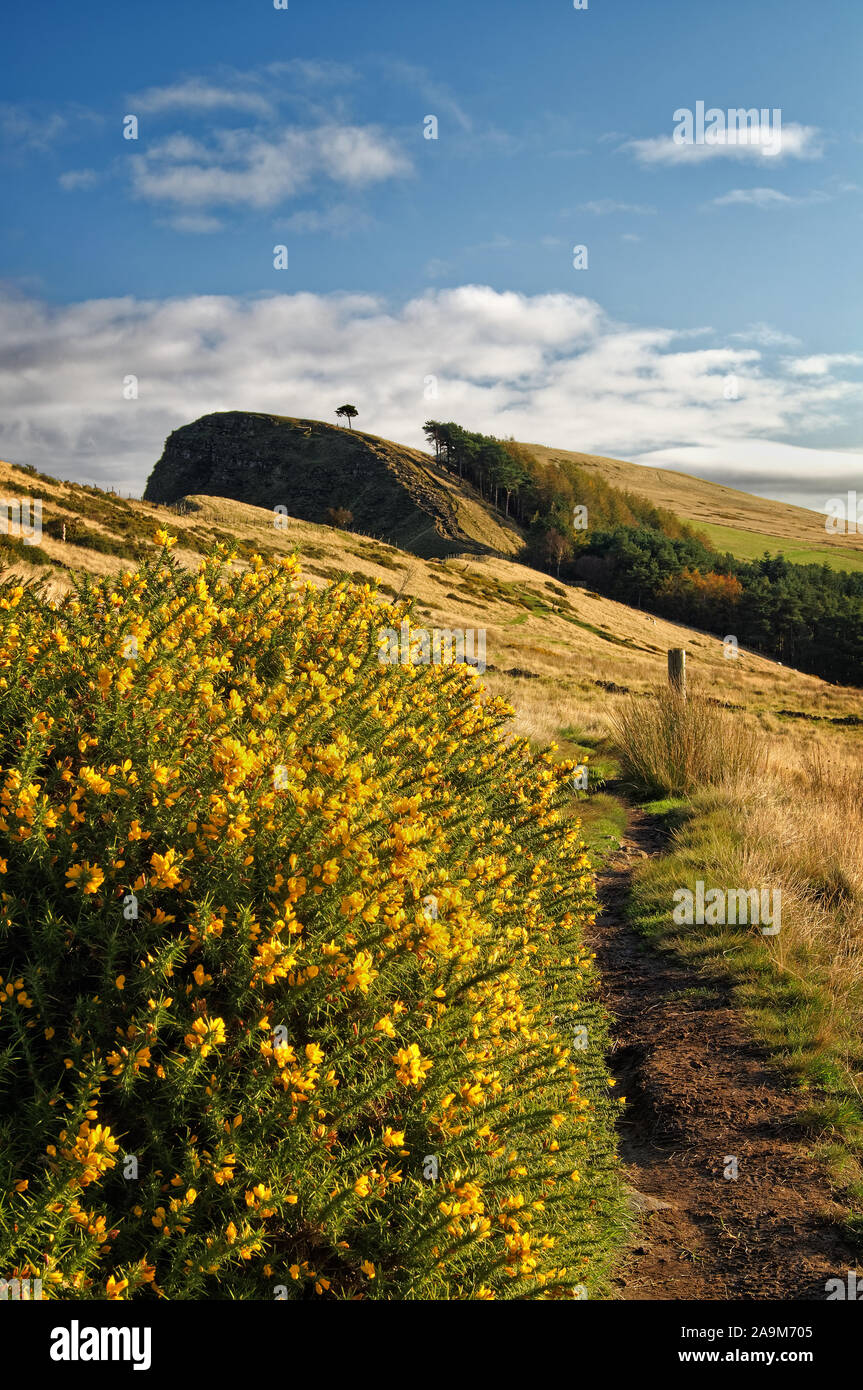 UK,Derbyshire,Peak District,Footpath Back Tor with Gorse on the side of ...