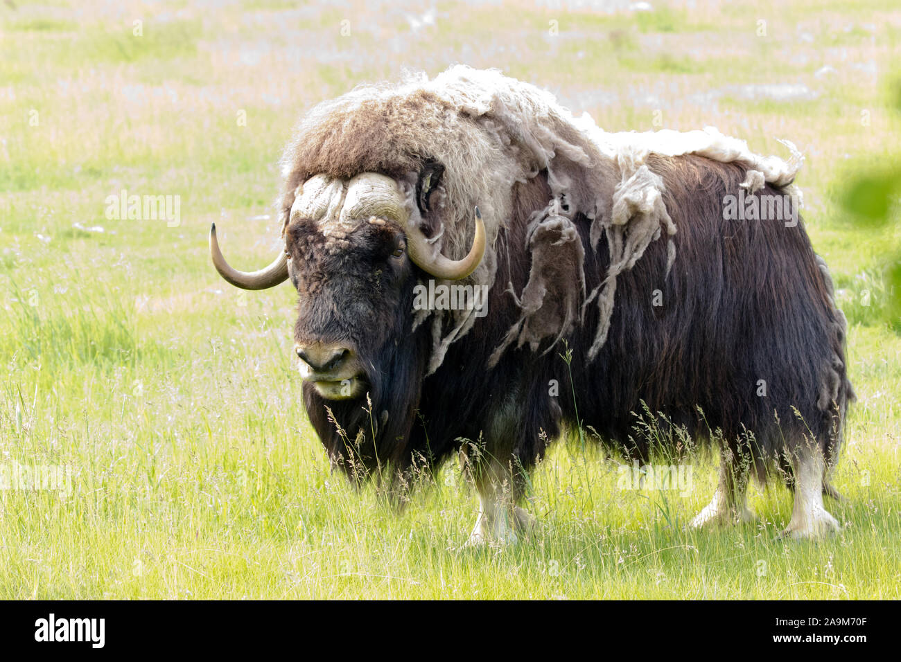 Ox horns hi-res stock photography and images - Alamy