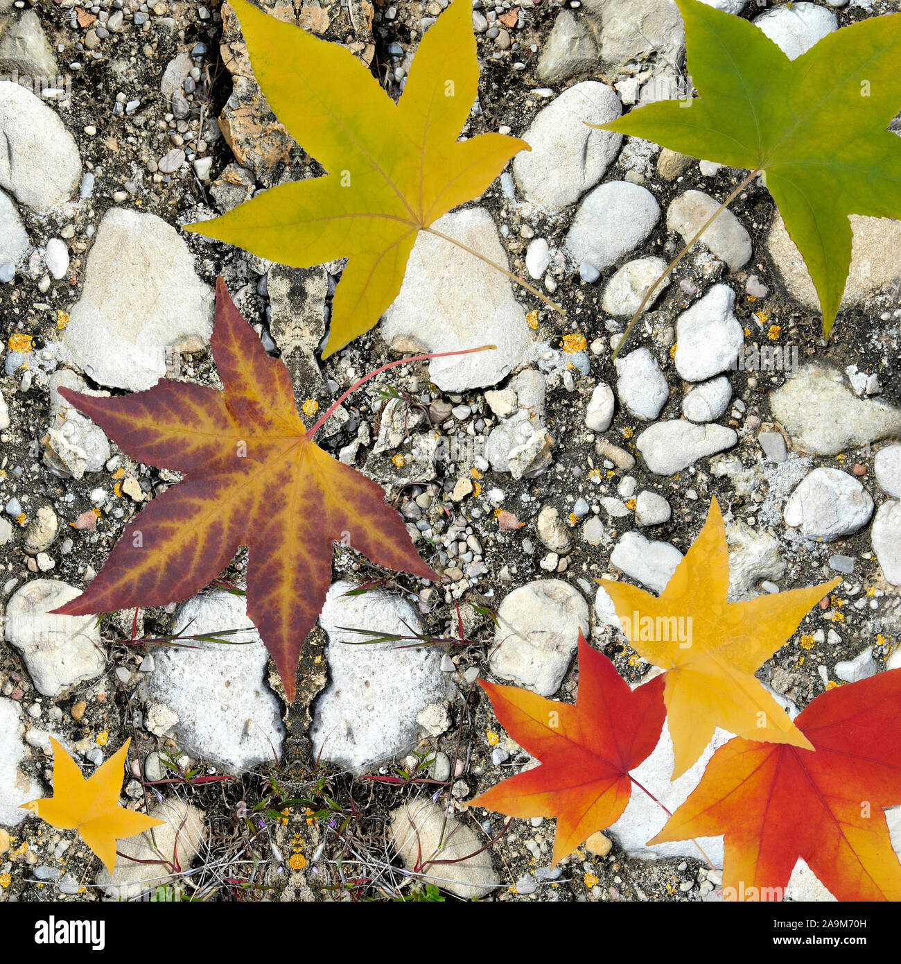 Autumn leaves on stones Stock Photo - Alamy