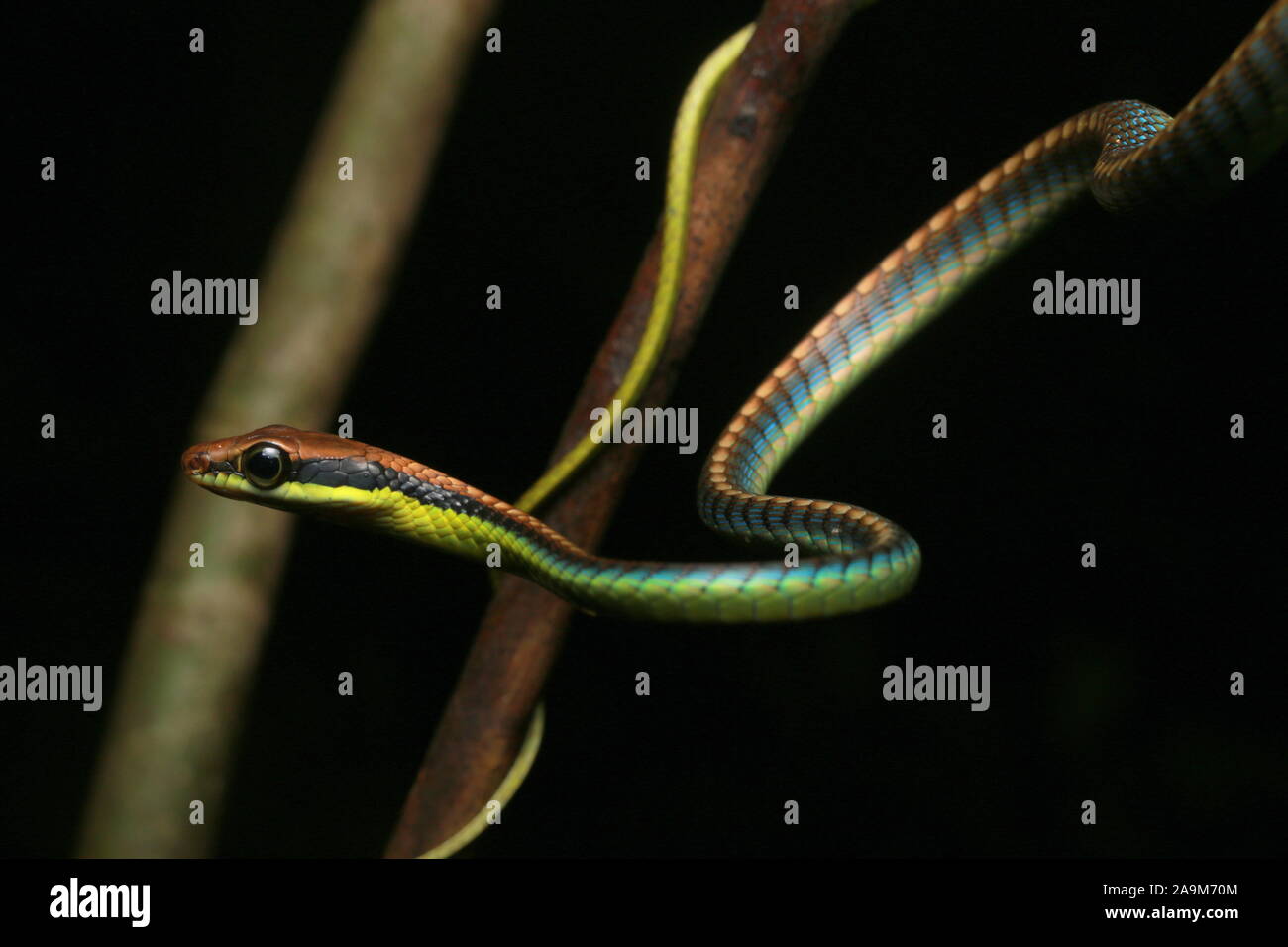 Elegant Bronzeback Snake High Resolution Stock Photography and Images ...