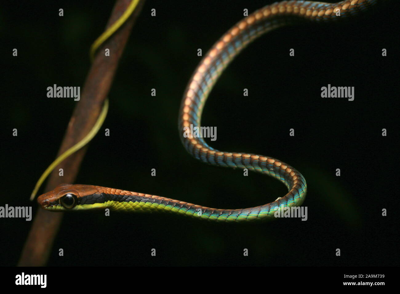Elegant Bronzeback Snake High Resolution Stock Photography and Images ...