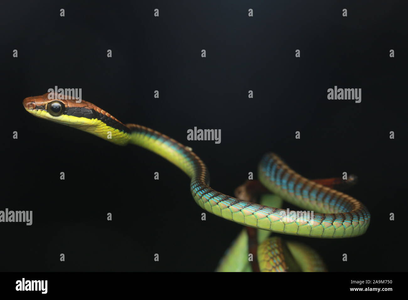 Elegant Bronzeback Snake High Resolution Stock Photography and Images ...