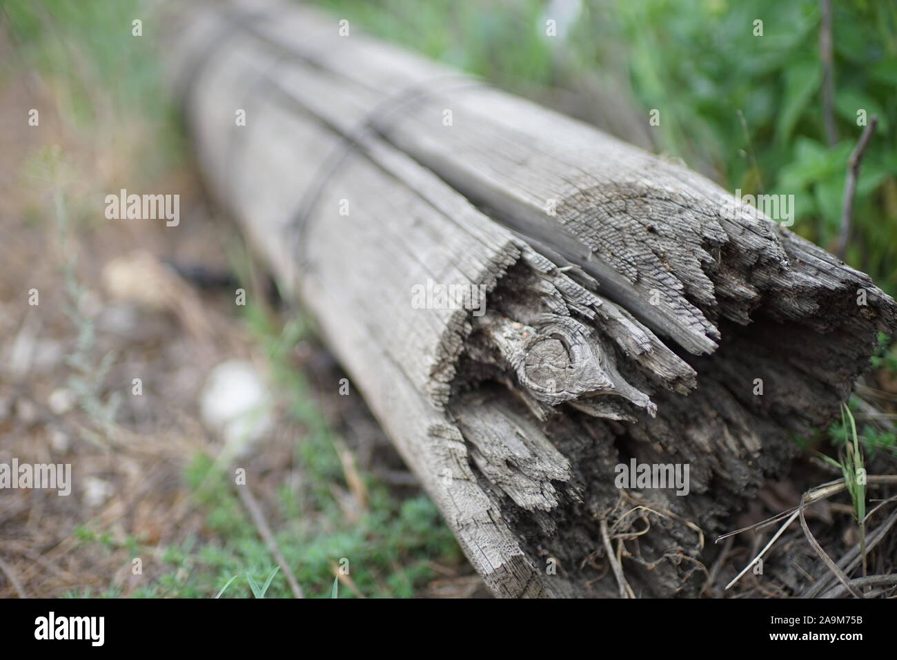 An old log lies in the green grass. Lumber break point Stock Photo - Alamy