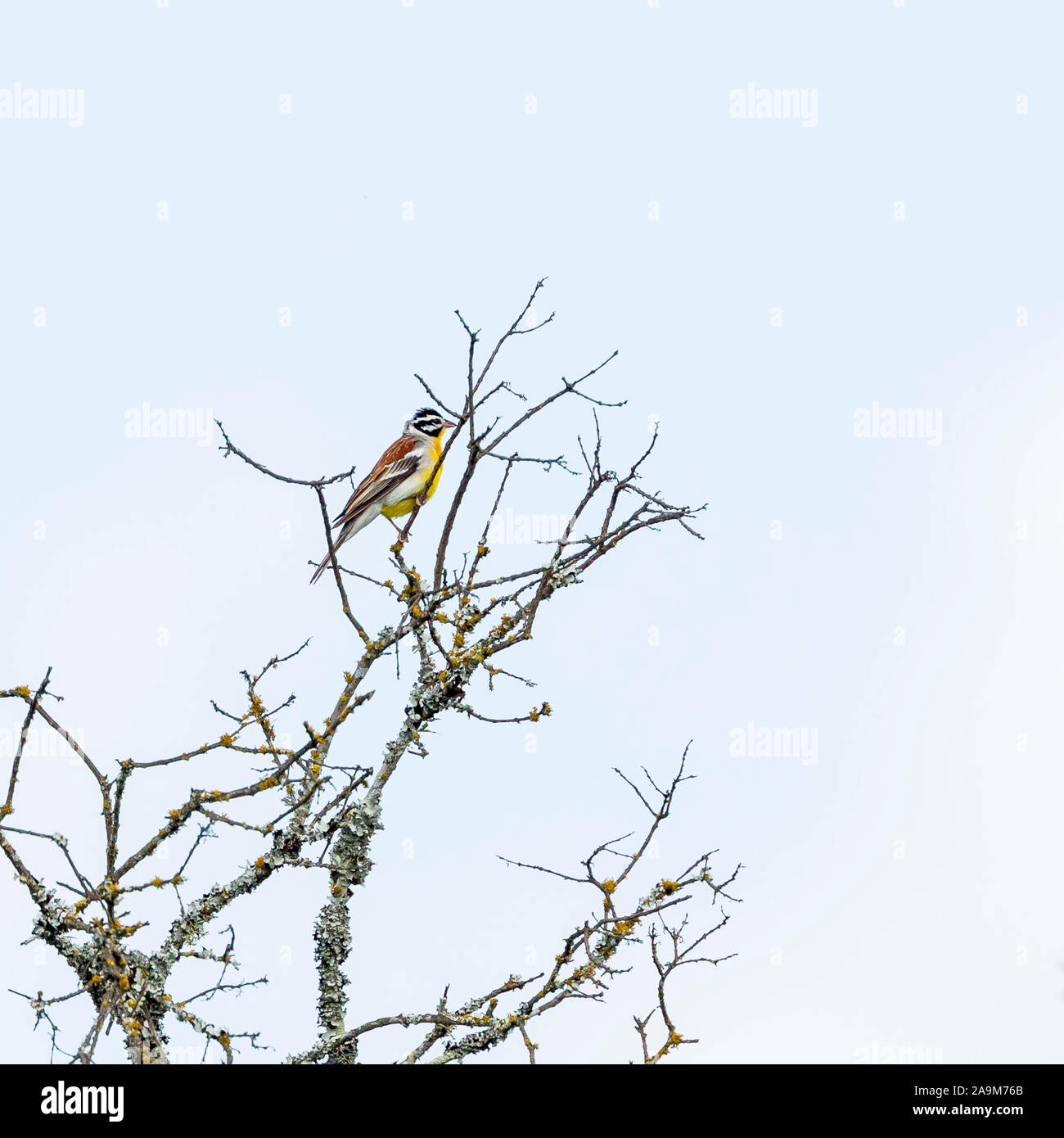 A single male Golden-breasted bunting on bare branches at the top of a ...