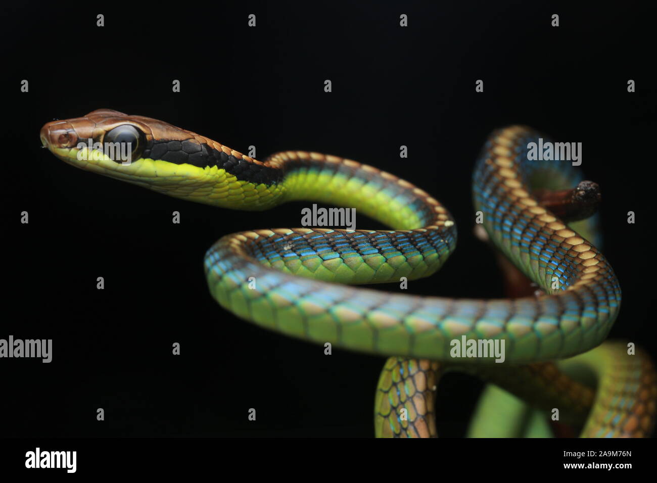 BLUE BRONZEBACK, Dendrelaphis cyanochloris also known as Wall's ...