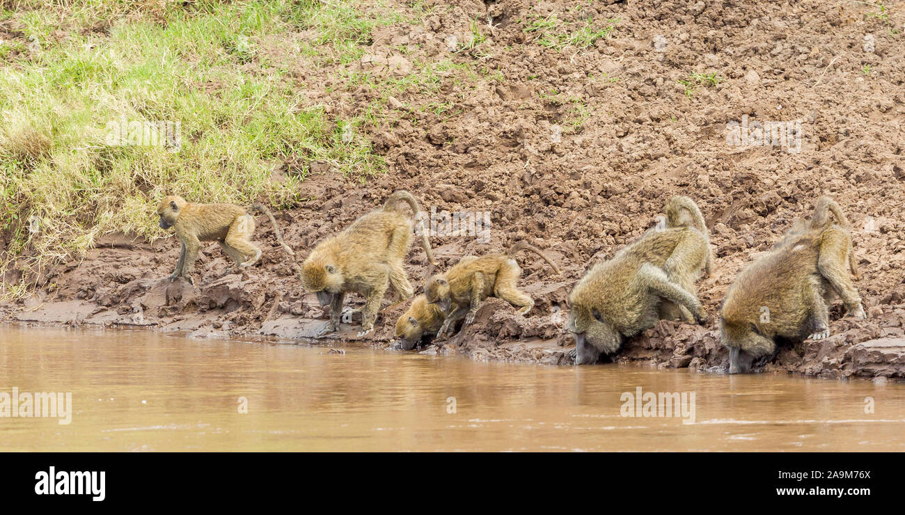 A Family Group Of Olive Baboons Heads Down And Drinking On A River Bank