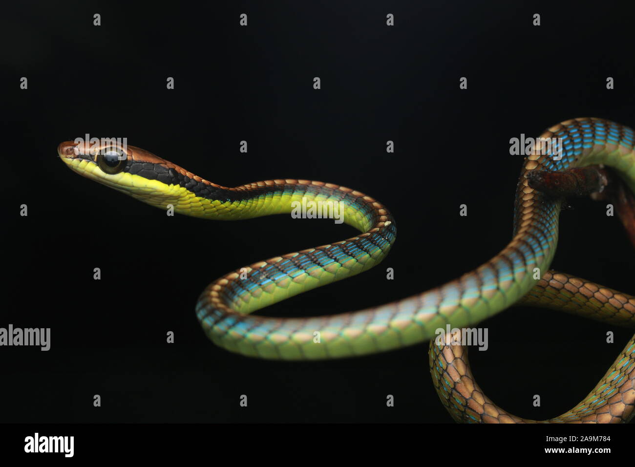 Elegant Bronzeback Snake High Resolution Stock Photography and Images ...