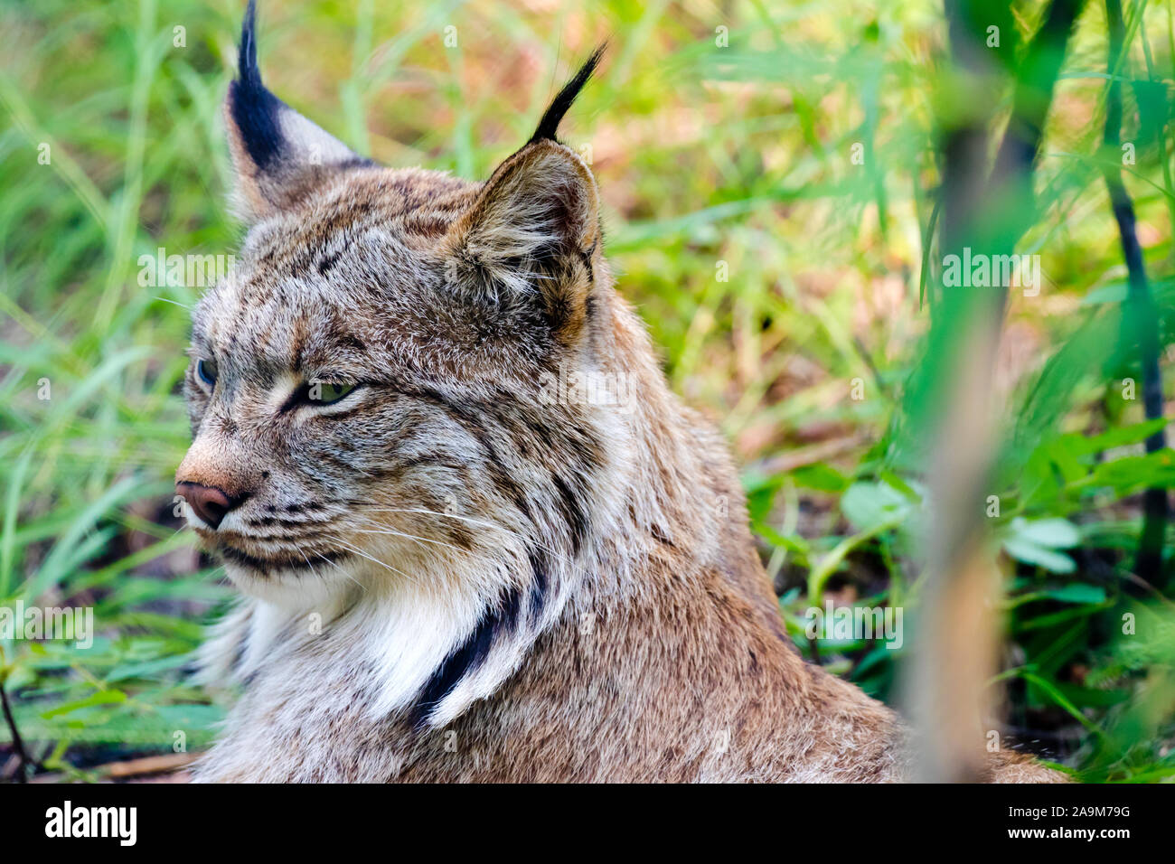 Lynx portrait taken in the Yukon, Canada Stock Photo - Alamy