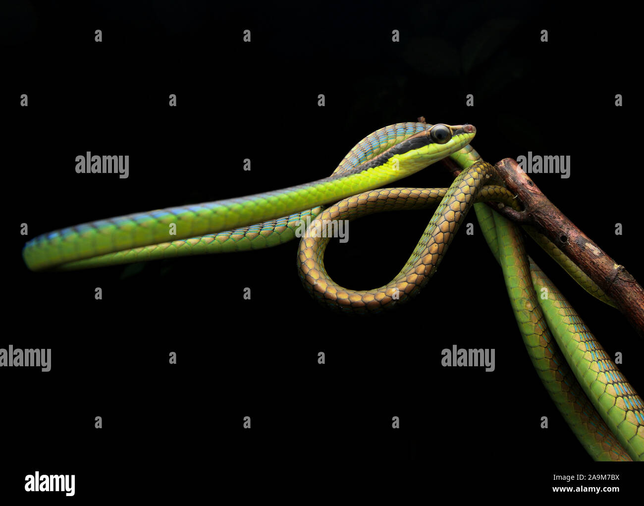 BLUE BRONZEBACK, Dendrelaphis cyanochloris also known as Wall's ...