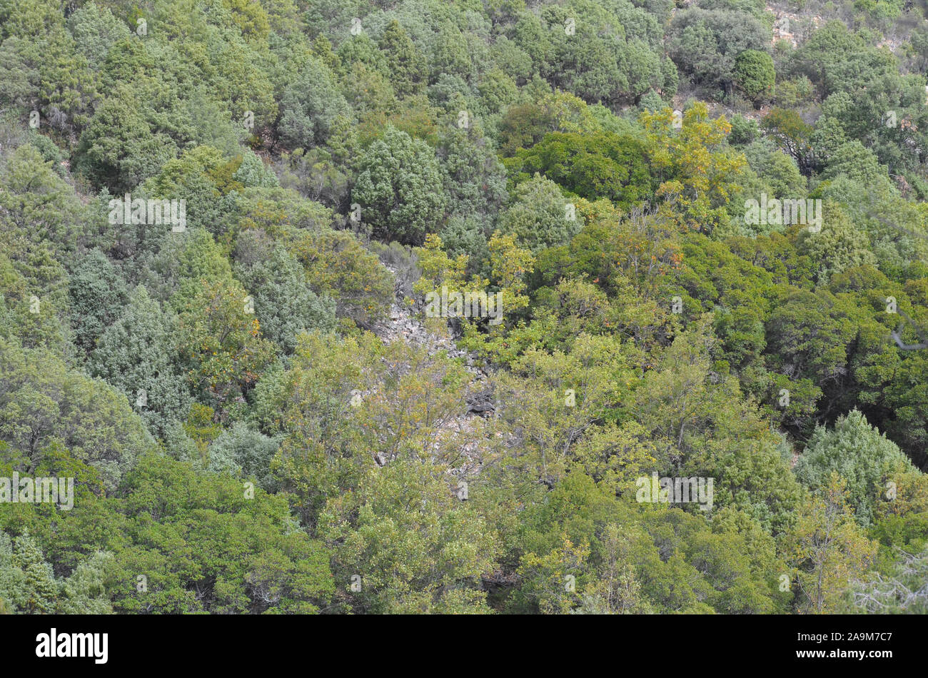 Oak woodlands and Mediterranean scrubland in Sierra Madrona natural ...