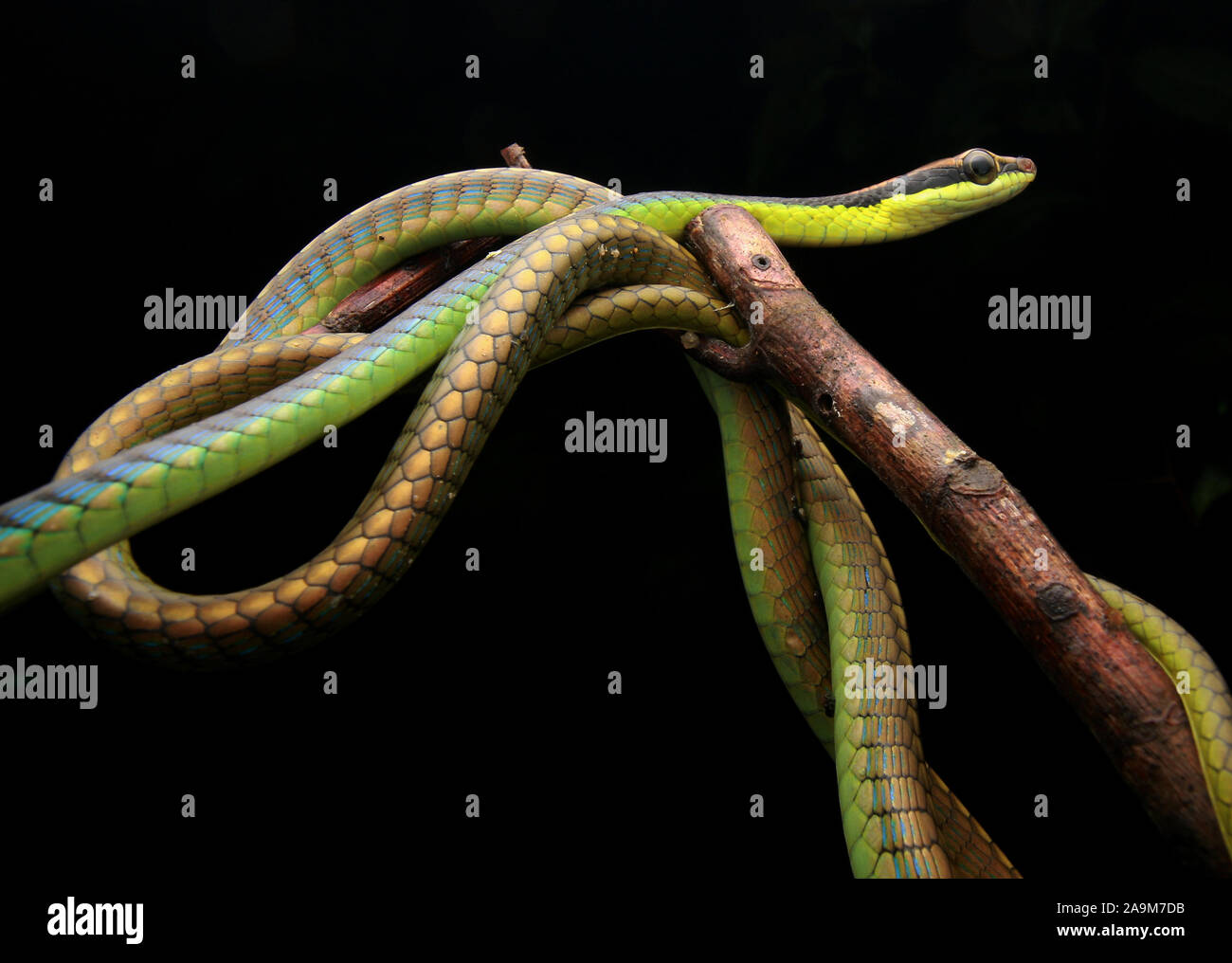 Elegant bronzeback snake hi-res stock photography and images - Alamy
