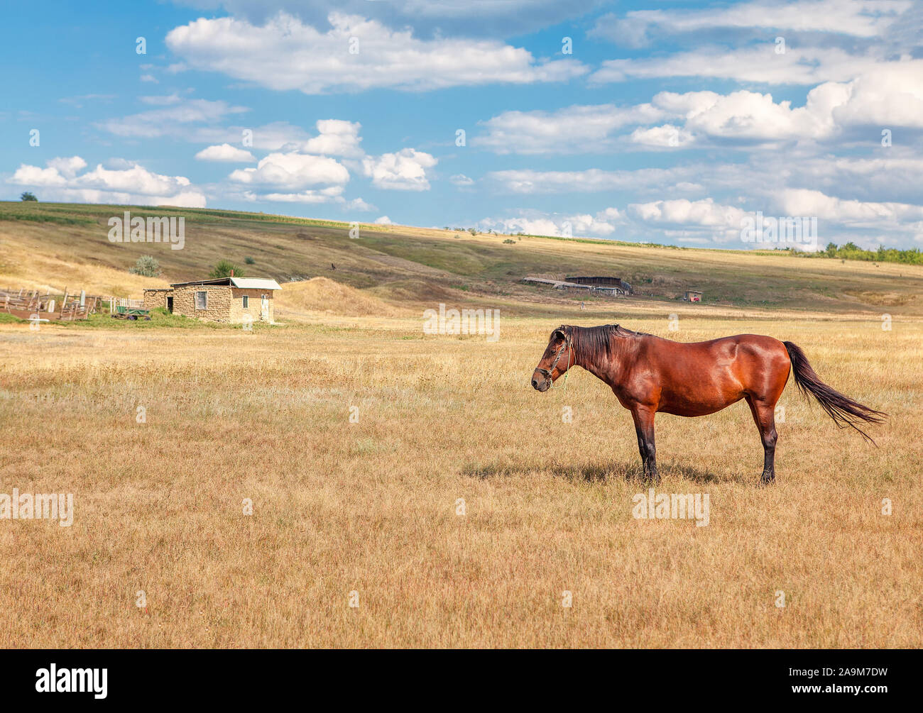 rustic scenery with horse on the ranch Stock Photo - Alamy