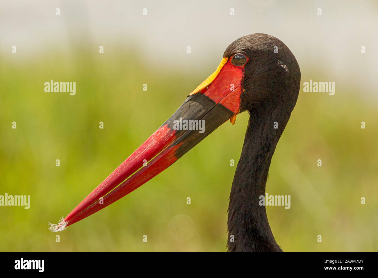 A single male Saddle Billed Stork close up and in profile, landscape ...