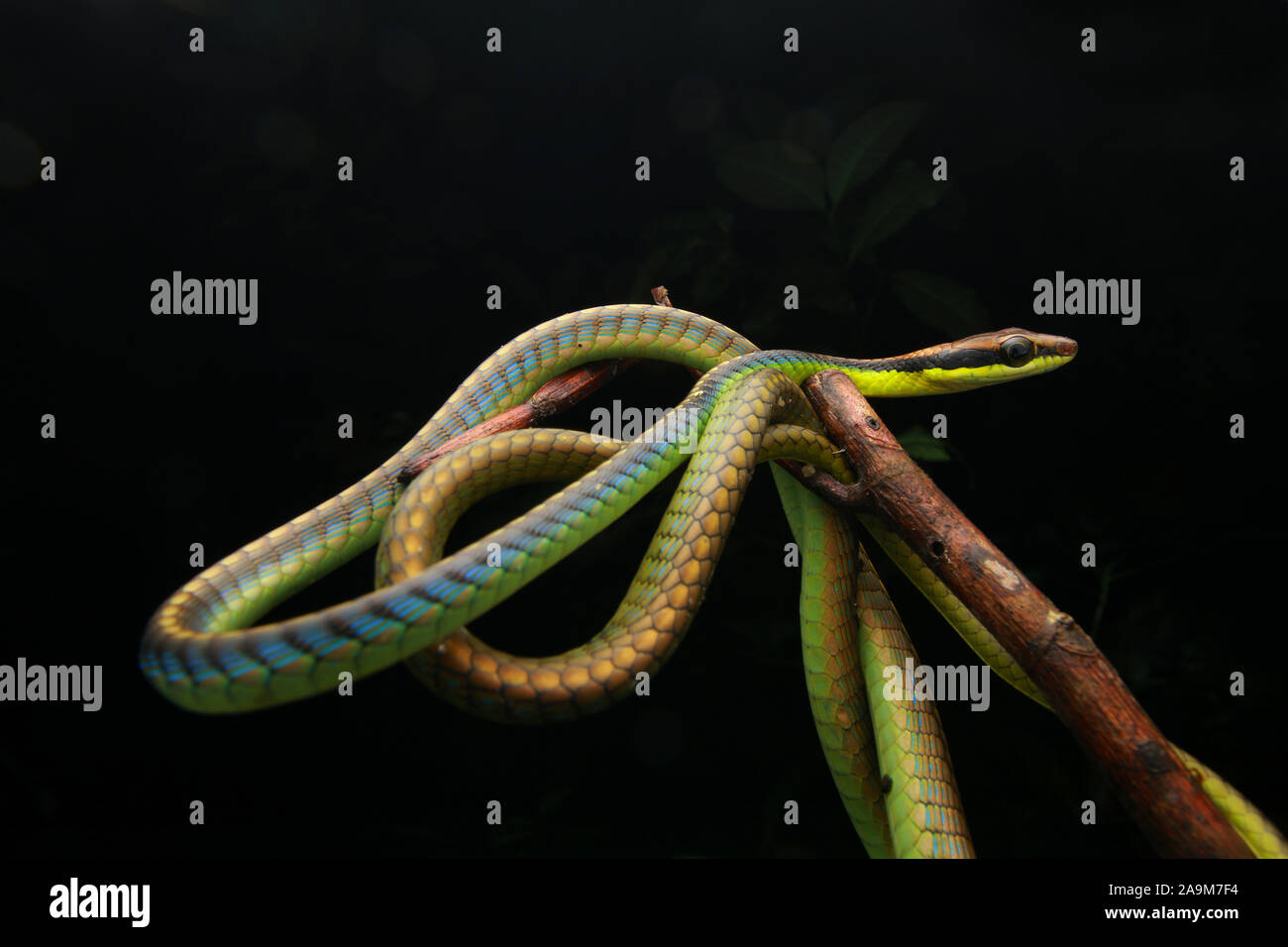 BLUE BRONZEBACK, Dendrelaphis cyanochloris also known as Wall's ...