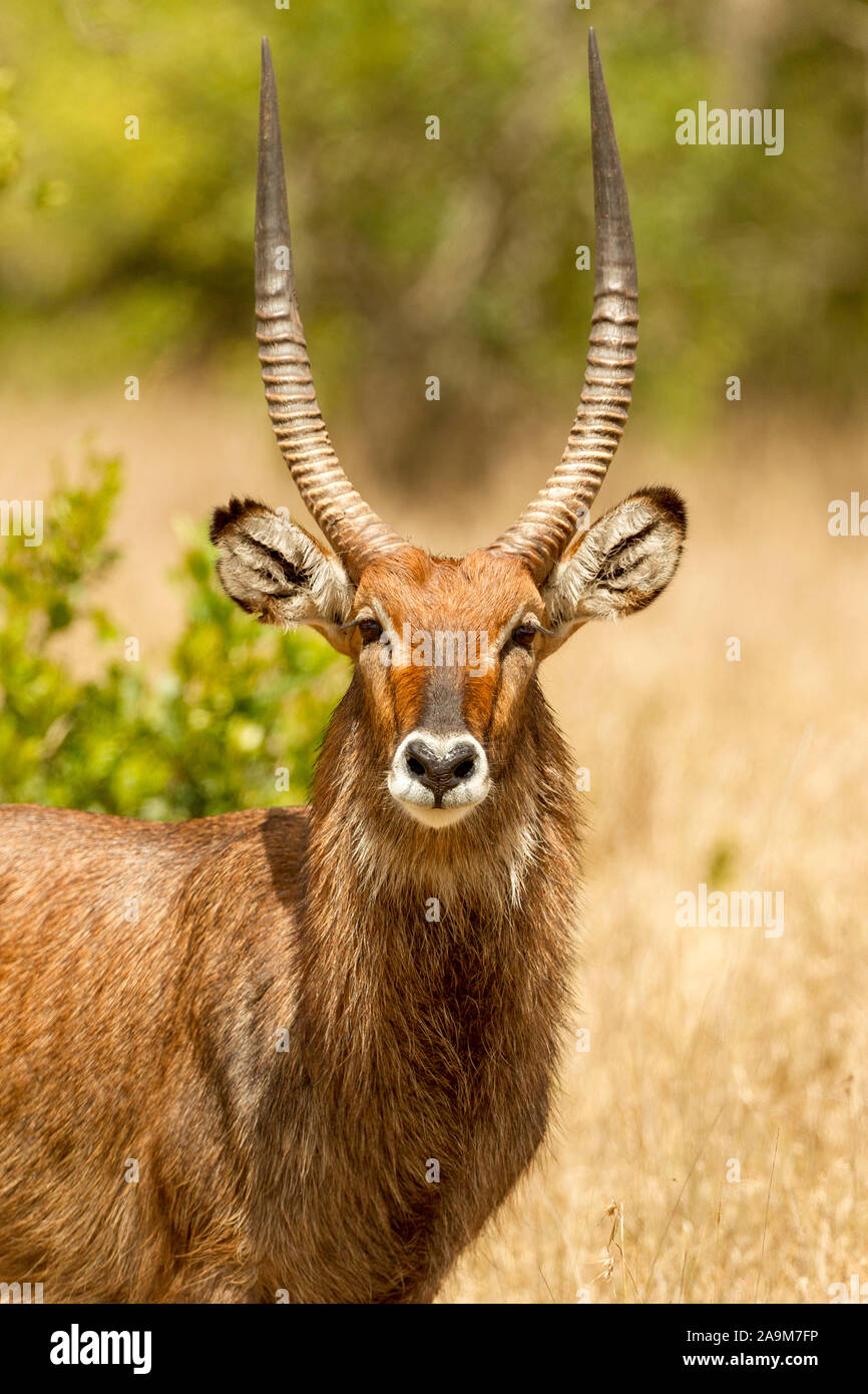 A waterbuck face on hi-res stock photography and images - Alamy