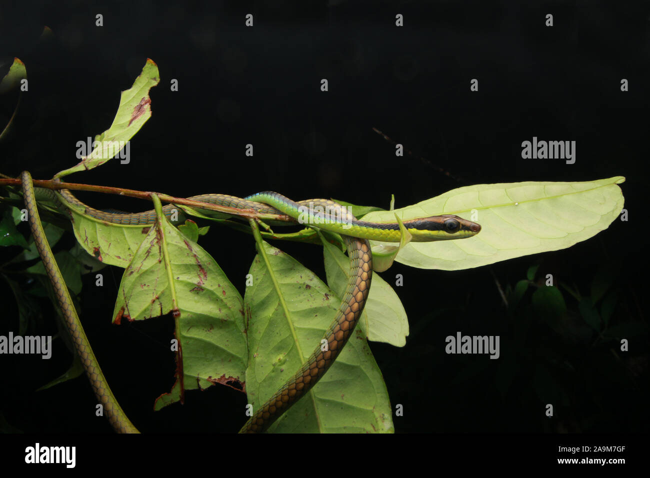 Snakes of sumatra hi-res stock photography and images - Alamy