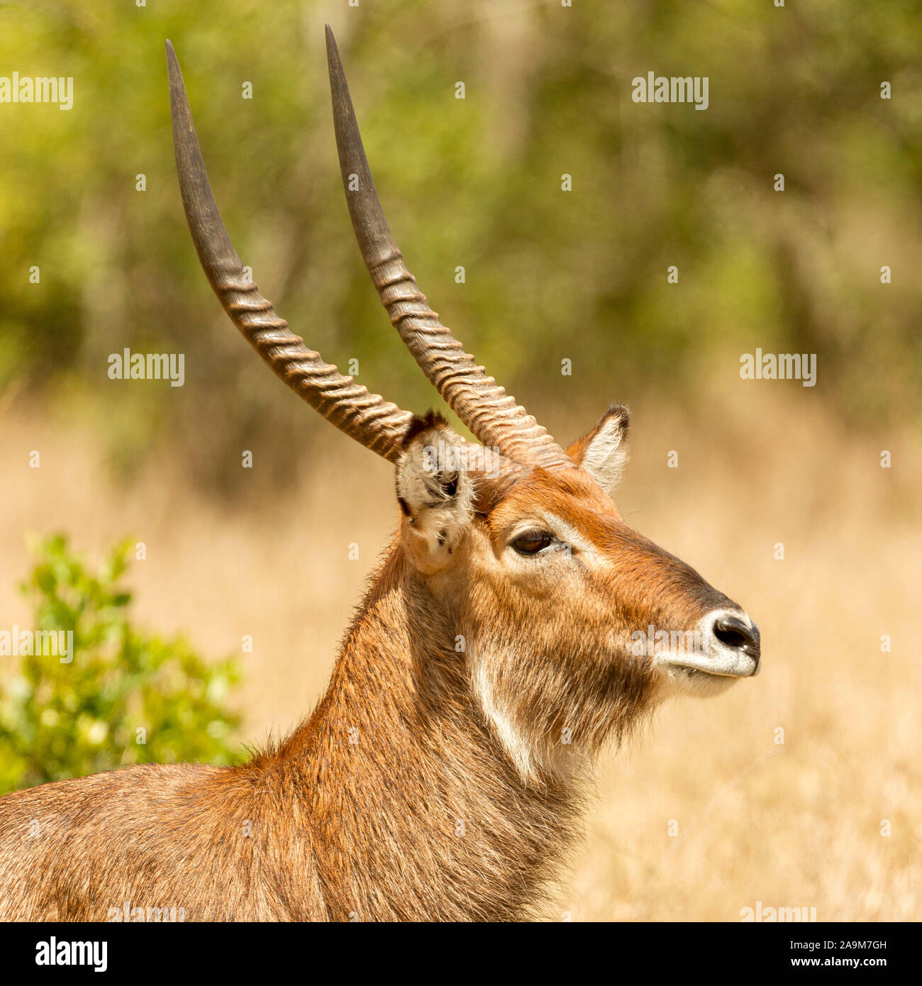 A waterbuck face on hi-res stock photography and images - Alamy