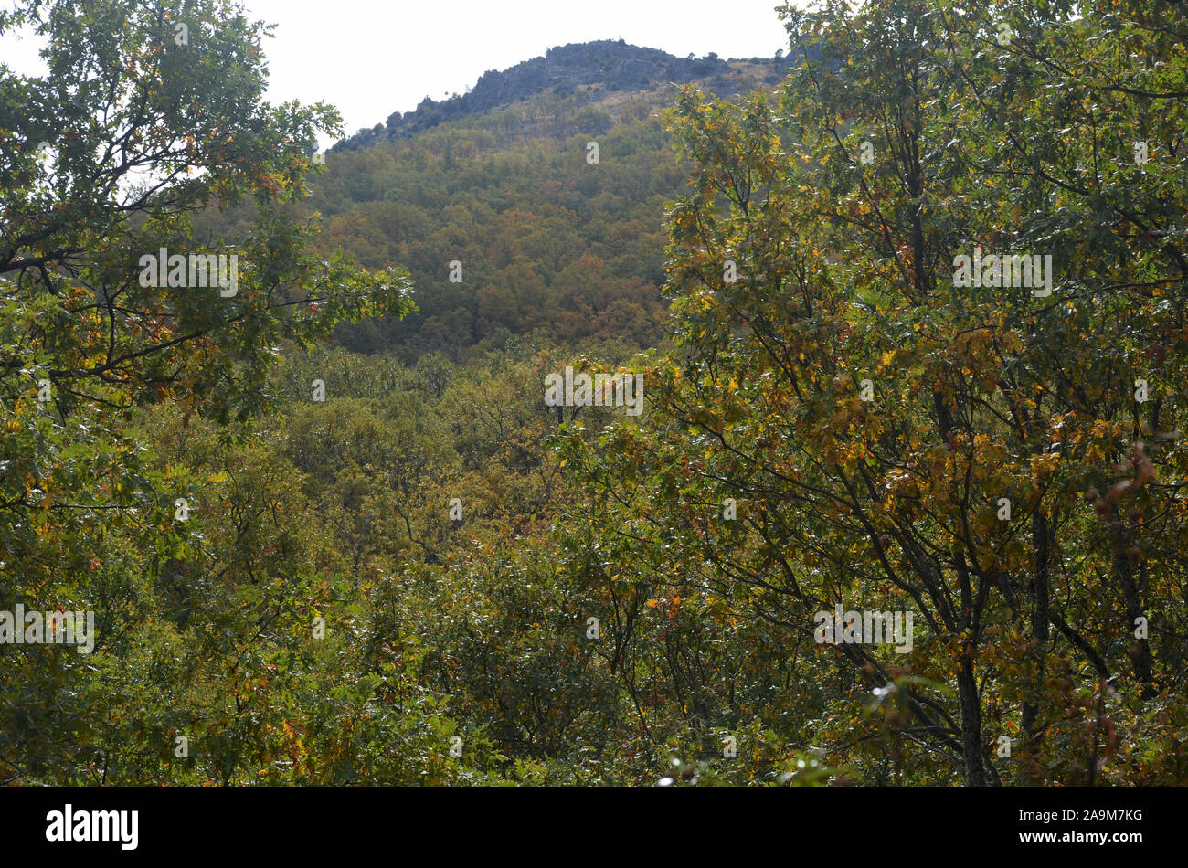 Oak woodlands and Mediterranean scrubland in Sierra Madrona natural ...