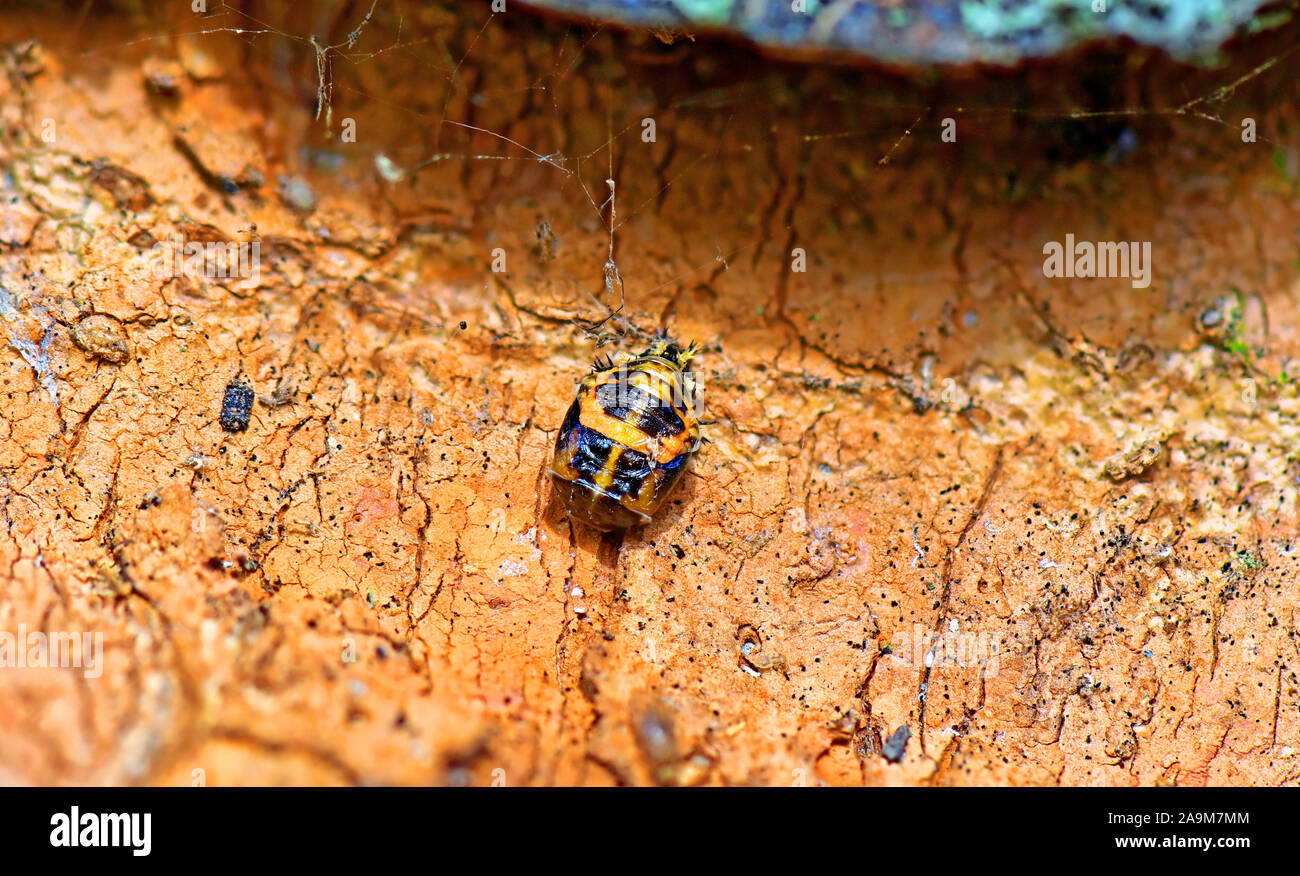 Orange black tree mite with horns and meal leftovers Stock Photo - Alamy