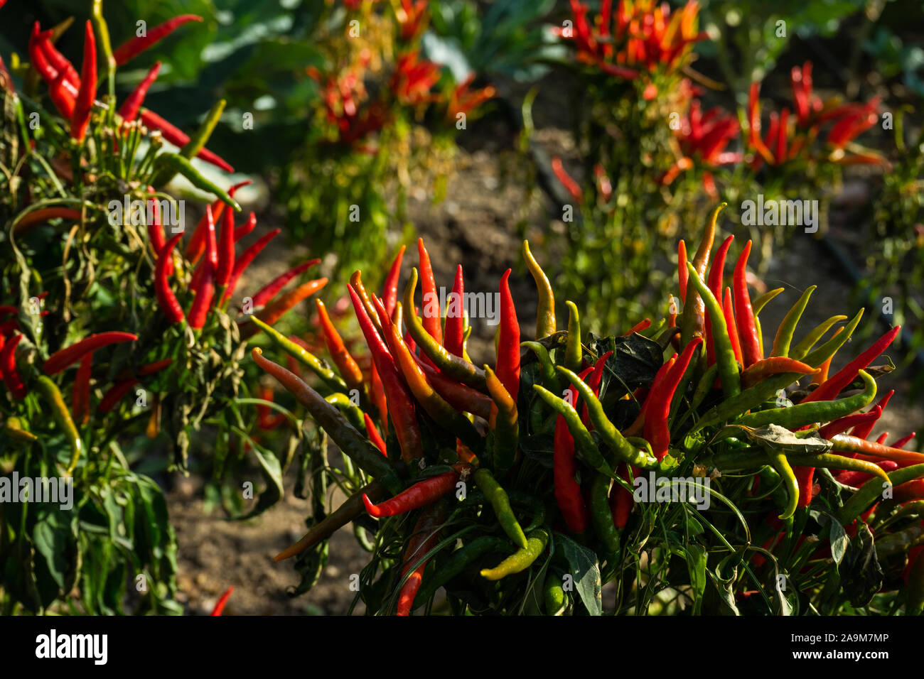Chili pepper field hi-res stock photography and images - Alamy