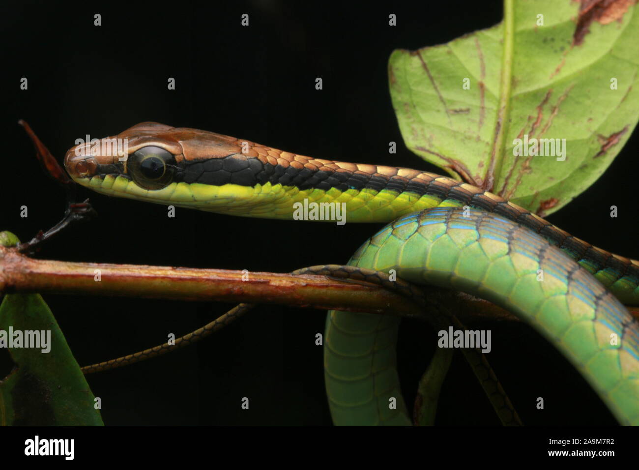 Elegant Bronzeback Snake High Resolution Stock Photography and Images ...