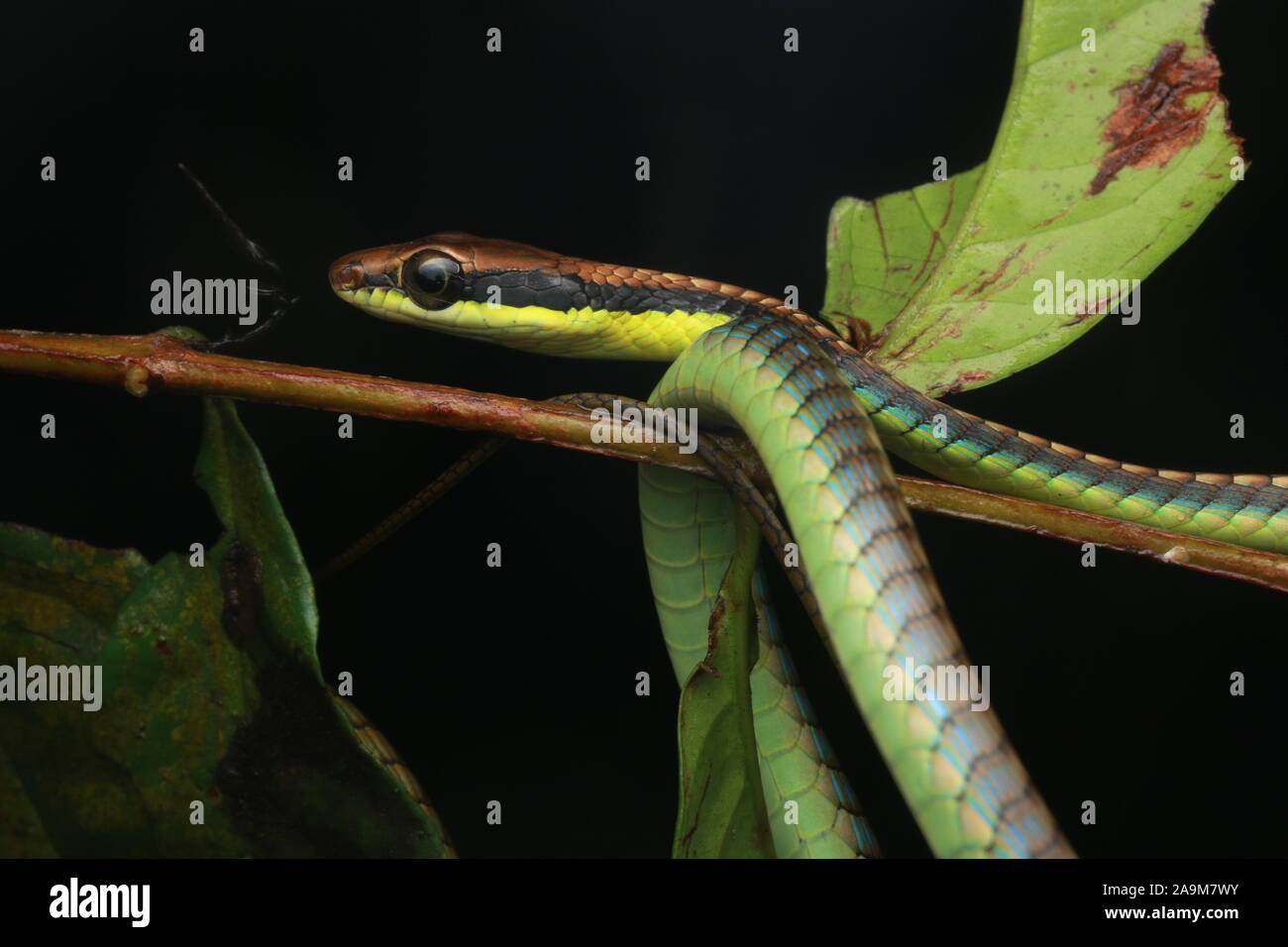 Elegant bronzeback hi-res stock photography and images - Alamy