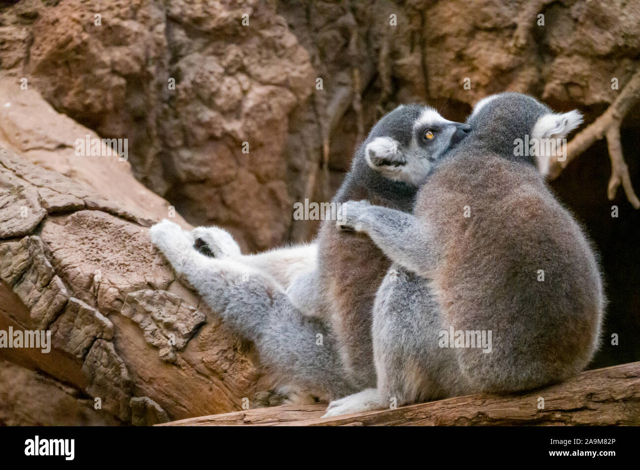 Madagascar Lemur Exhibit, The Bronx Zoo, Wildlife Conservation Society ...