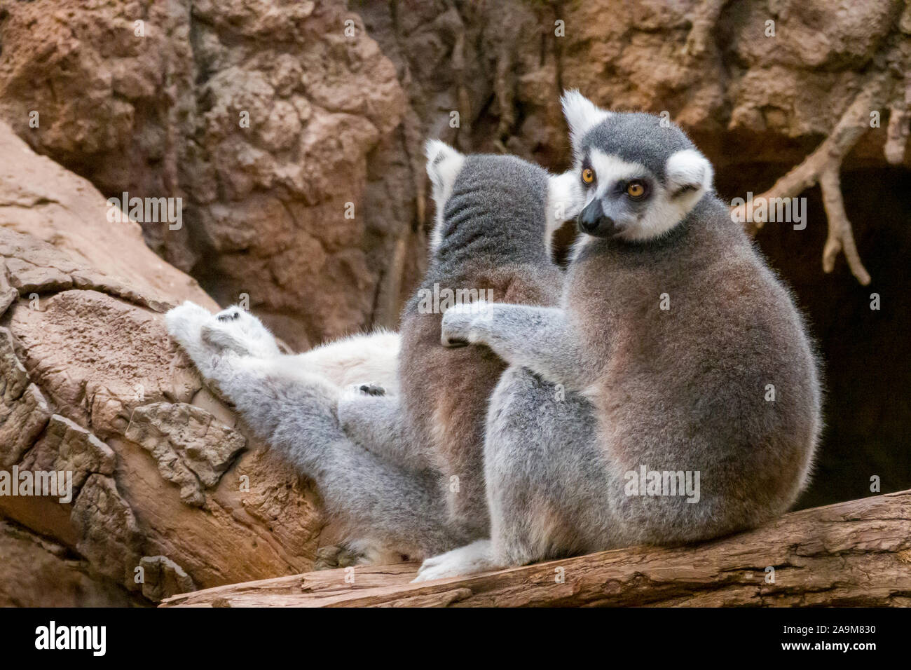 Madagascar Lemur Exhibit, The Bronx Zoo, Wildlife Conservation Society ...