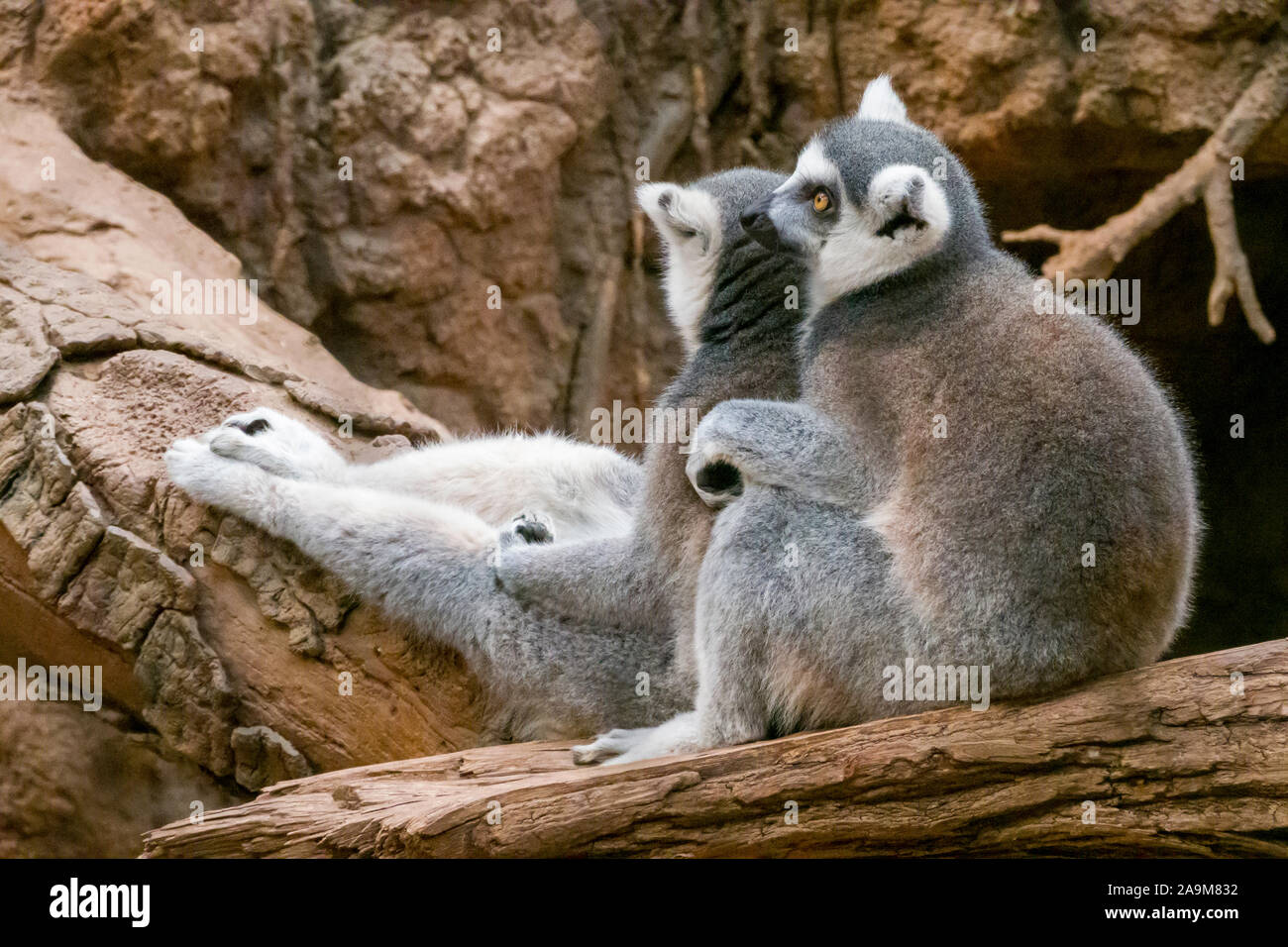 Ring tailed lemur in conservation park hi-res stock photography and ...