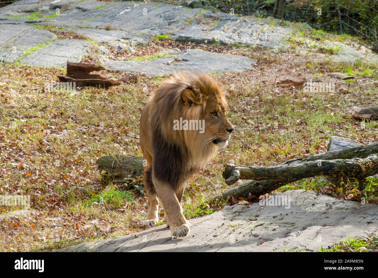 Lion Exhibit, The Bronx Zoo, Wildlife Conservation Society, Bronx Park ...